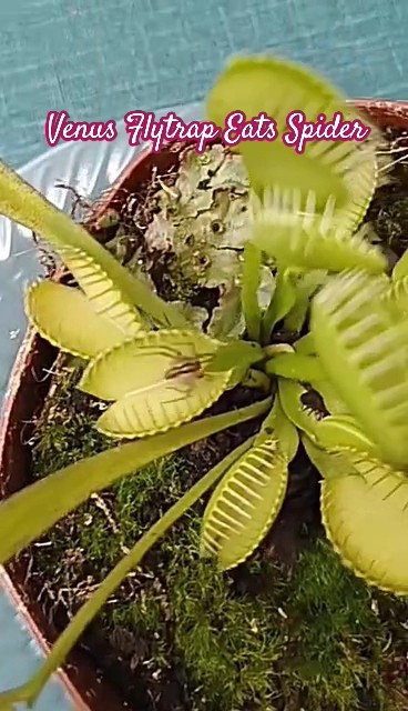 Venus Flytrap Eats 🕷️ - YouTube