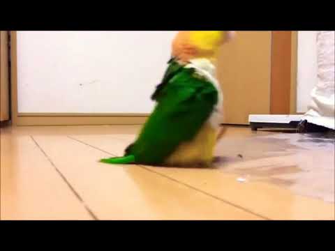 Funny Bird Marching - YouTube
