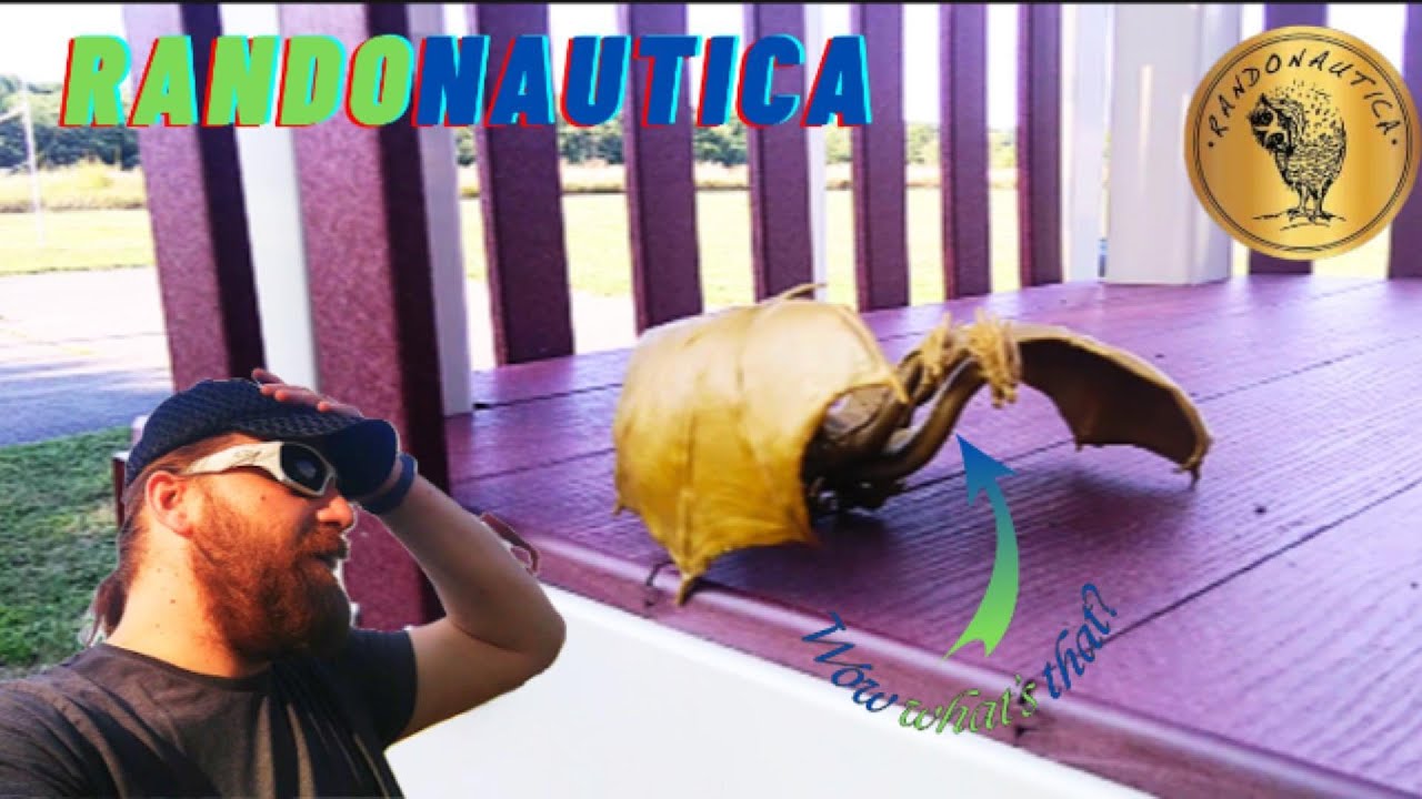 HOW OFTEN DO YOU FIND SOMETHING LIKE THIS? [RANDONAUTICA] - YouTube