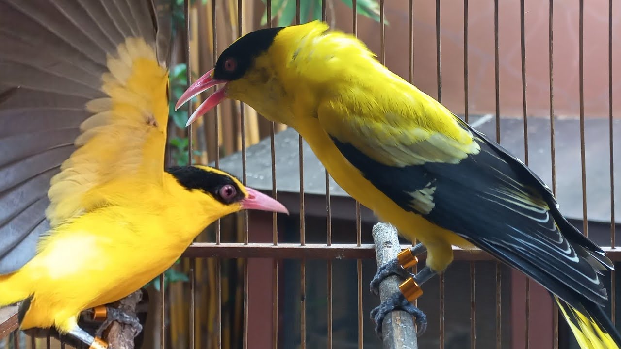 CARA MEMBEDAKAN BURUNG KEPODANG JANTAN DAN KEPODANG BETINA || LANGSUNG ...