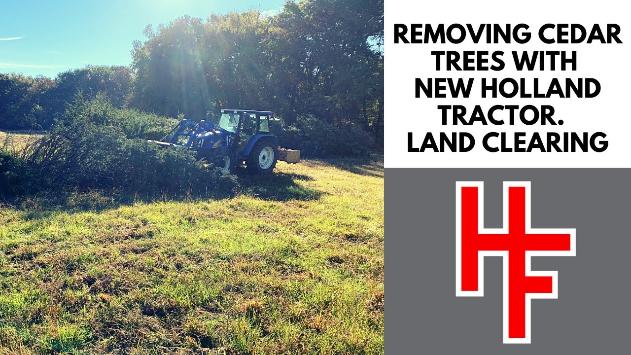 Removing Cedar Trees with New Holland Tractor. Land Clearing - YouTube
