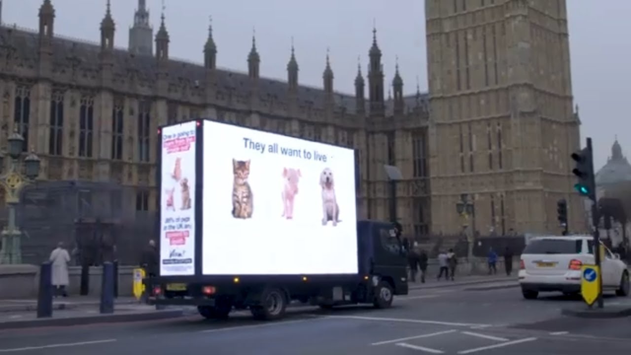 Pig Gassing: We Drove a Cinema Truck Around London Showing This Footage ...