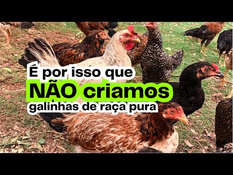 Por que criamos SÓ GALINHA CAIPIRA? 🤔 Compensa mais? Expliquei tudo | AGROCRIACAO