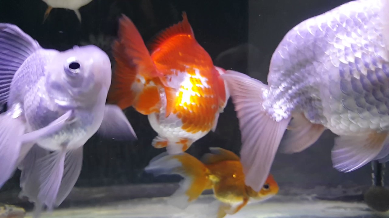 highback ryukin,lionhead,ranchu goldfish - YouTube