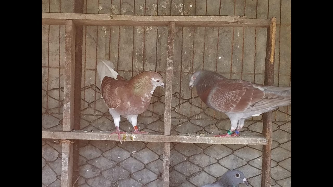 Palomas cubanas SUSCRÍBETE - YouTube