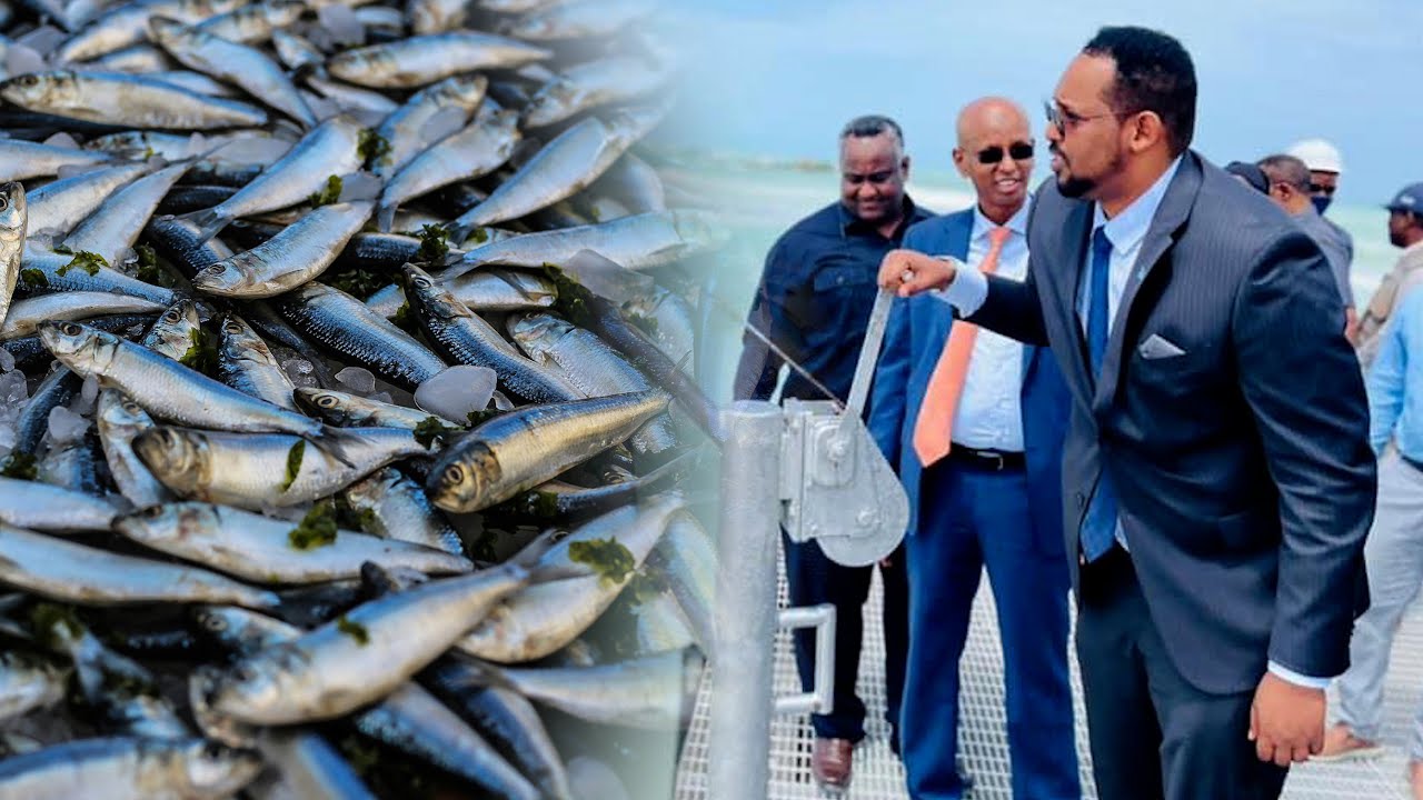 Galmudug oo bilowday Cunida iyo Jilaabashada Kaluunka - YouTube