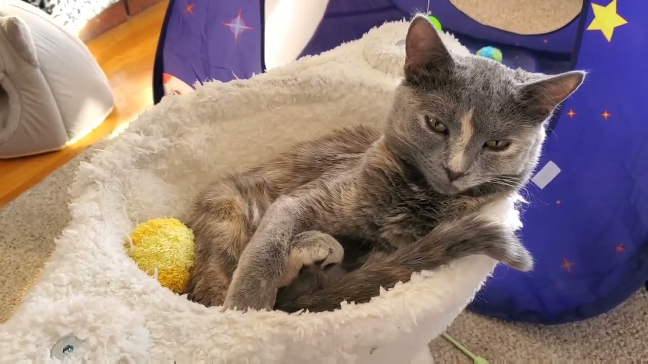 Tsuki, the Playful and Nutty Kitty - YouTube