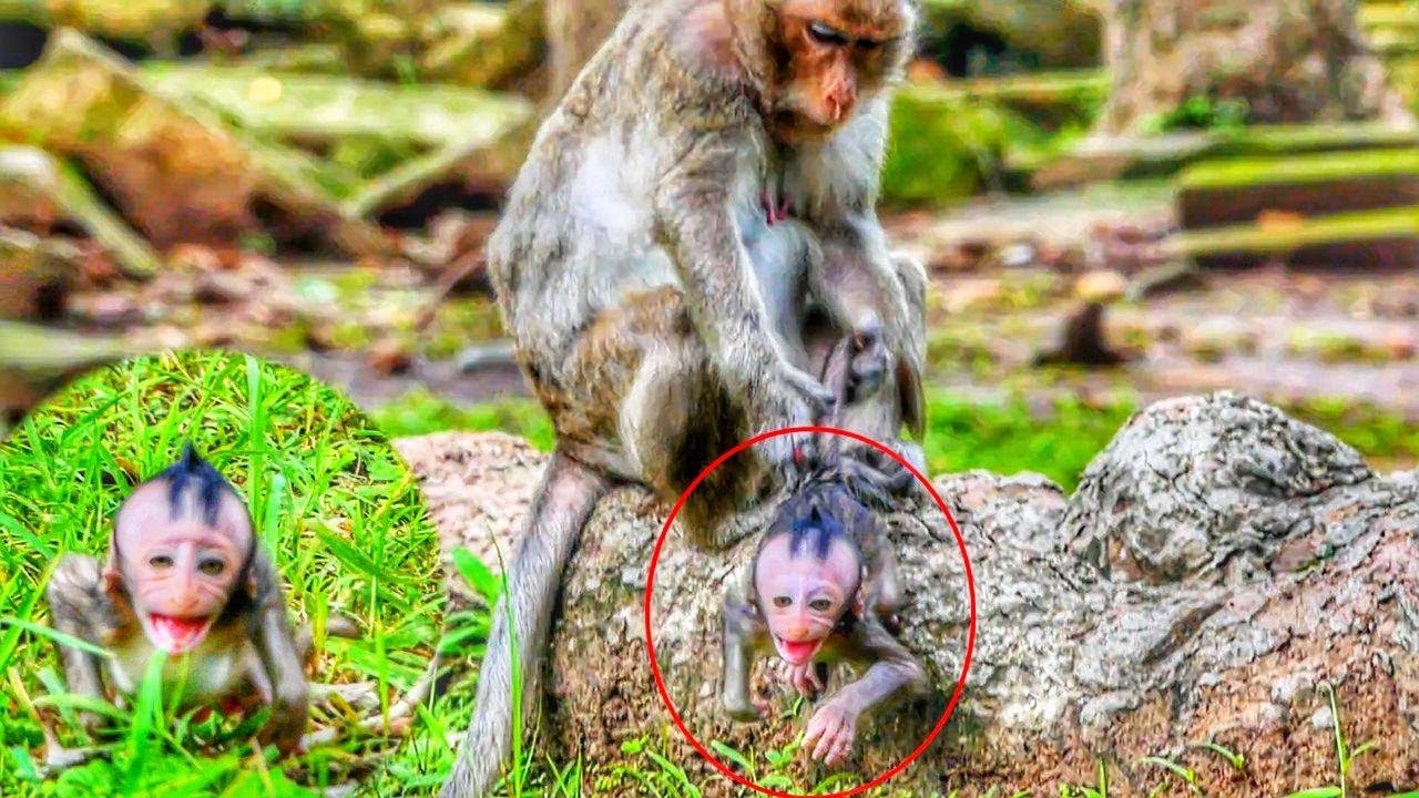 Really Pity..!! POO! Baby EVELYN All Aunt Monkey K_idnaps and M_istreat ...