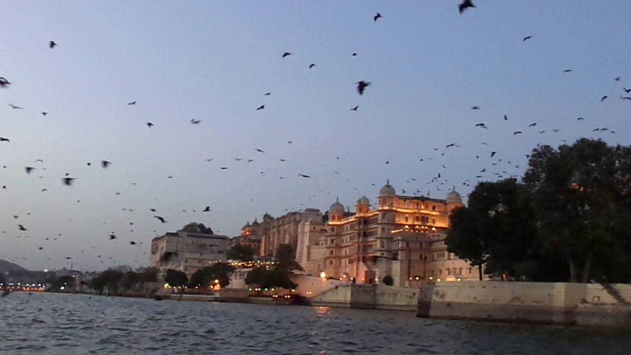 Amazing - Giant Bats in Udaipur, India - YouTube