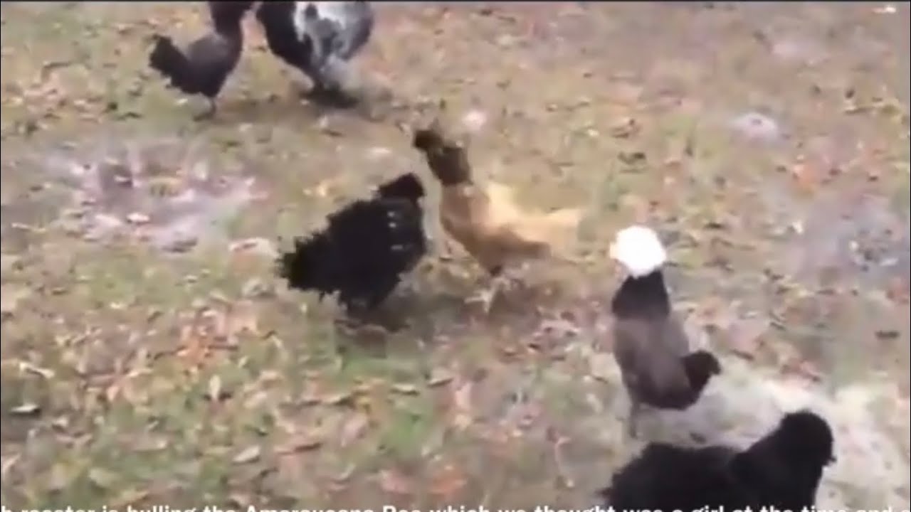 CAUGHT ON TAPE Rooster Bully Fight Chase & Some Very Nosy Hens. - YouTube