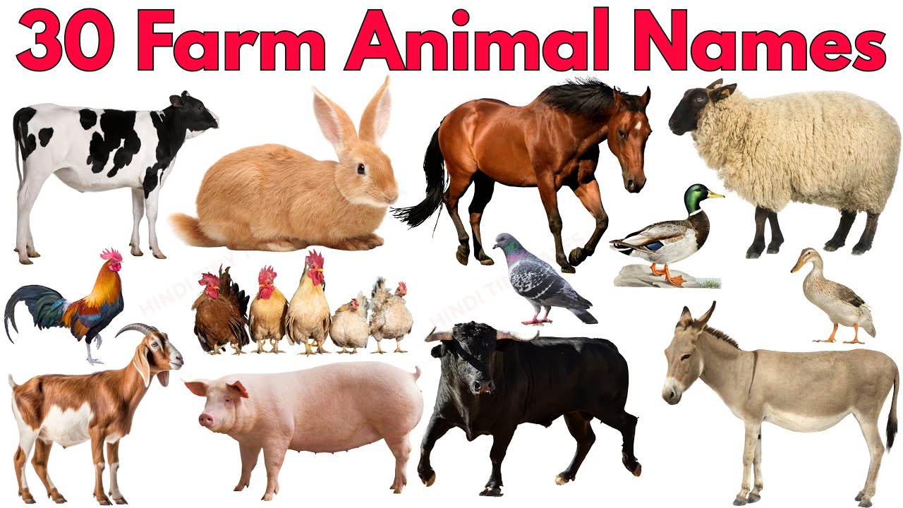 Farm Animals Vocabulary for Kids 🐄 | Learn Animal Names & Fun Facts ...