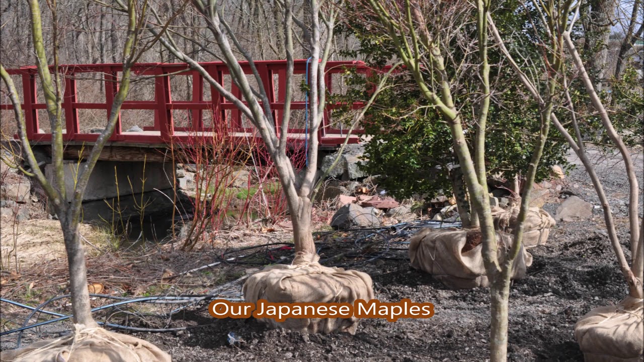 Maple Tree Roots Can be a problem - YouTube