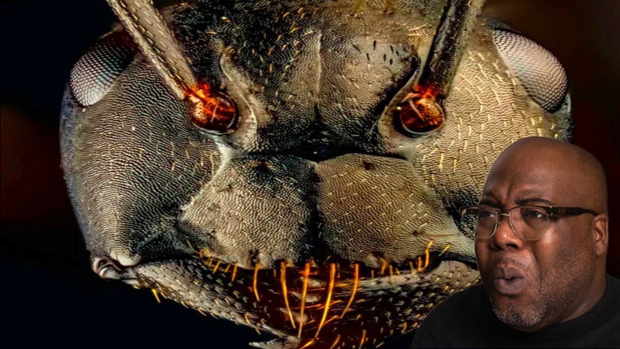 The Traumatizing Reality of Being An Ant | Casual Geographic - YouTube