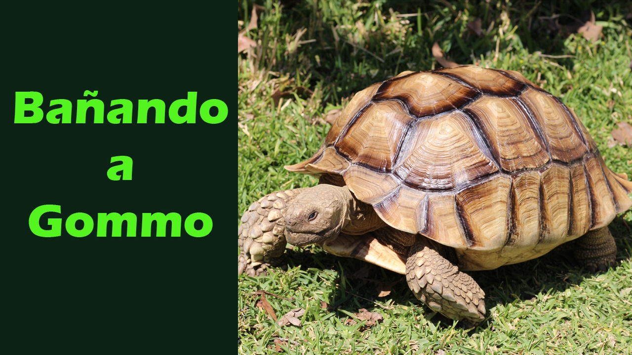 Tortuga Sulcata Tutorial -Bañando a Gommo- - YouTube