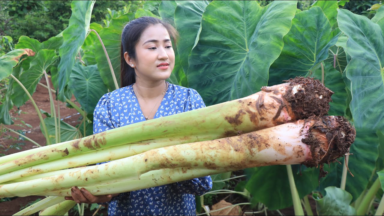 Dip big taro root from grandmother's backyard / Taro root recipe ...