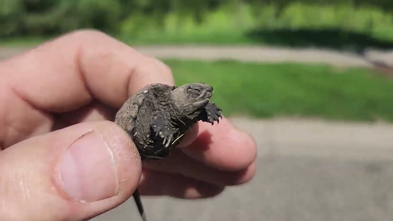 Baby Snapping turtle - YouTube