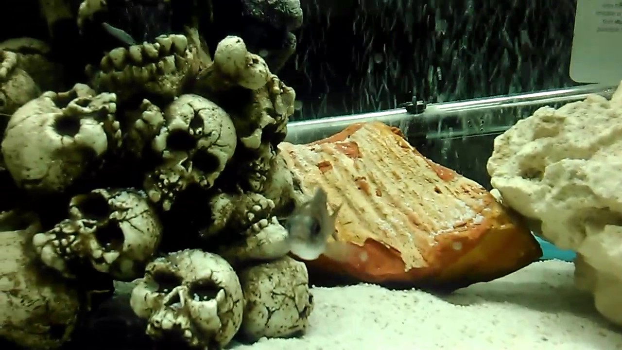 African cichlids: baby Malawi hawk/ christyi - YouTube