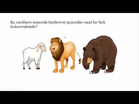 8.SINIF FEN BİLİMLERİ CANLILAR VE ENERJİ İLİŞKİLERİ