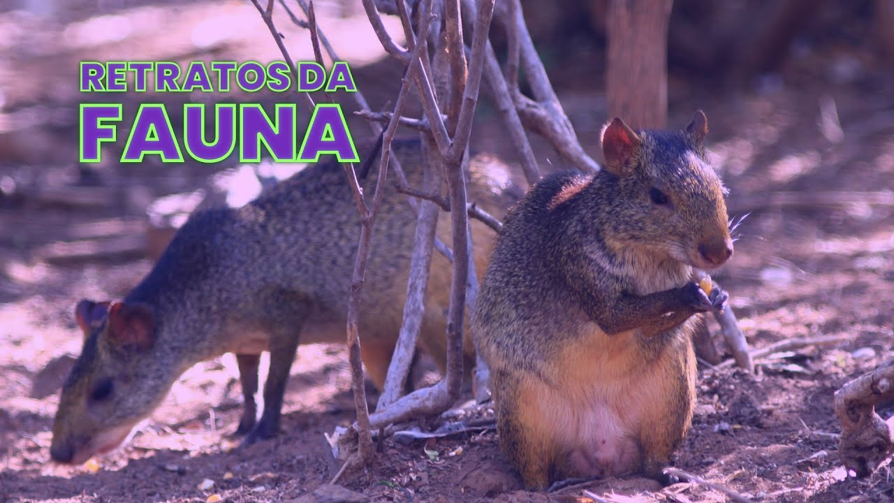 COTIA - Retratos da Fauna #09 - YouTube