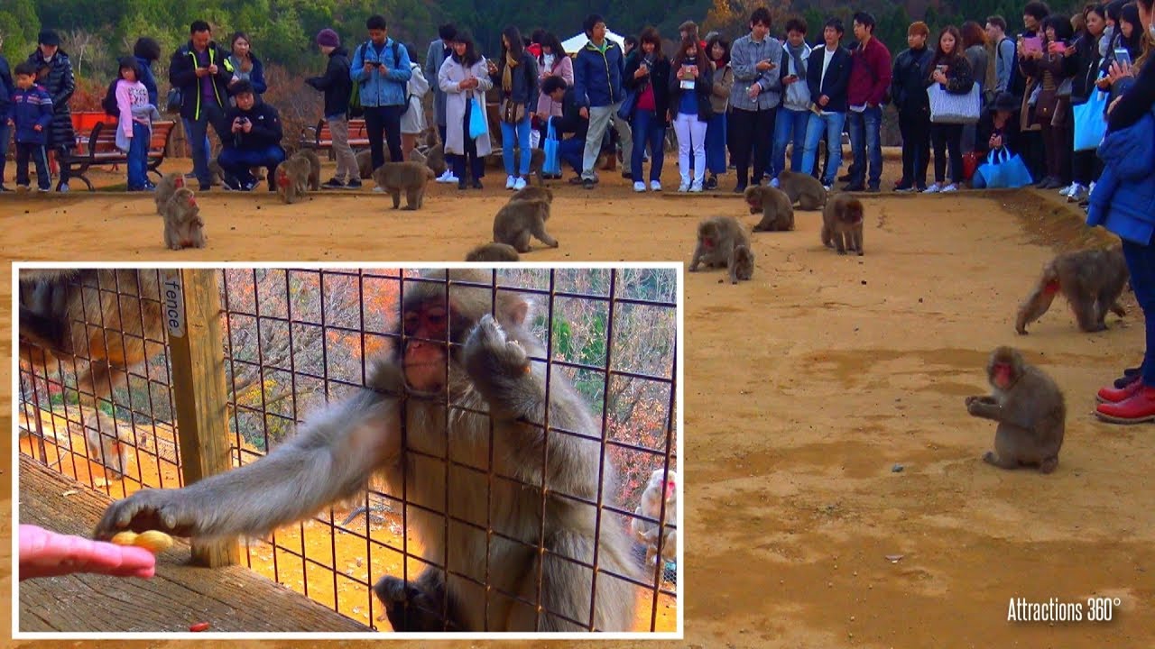 [4K] Monkey Park - Feeding Monkey - Monkey Roaming Freely - Japan - YouTube