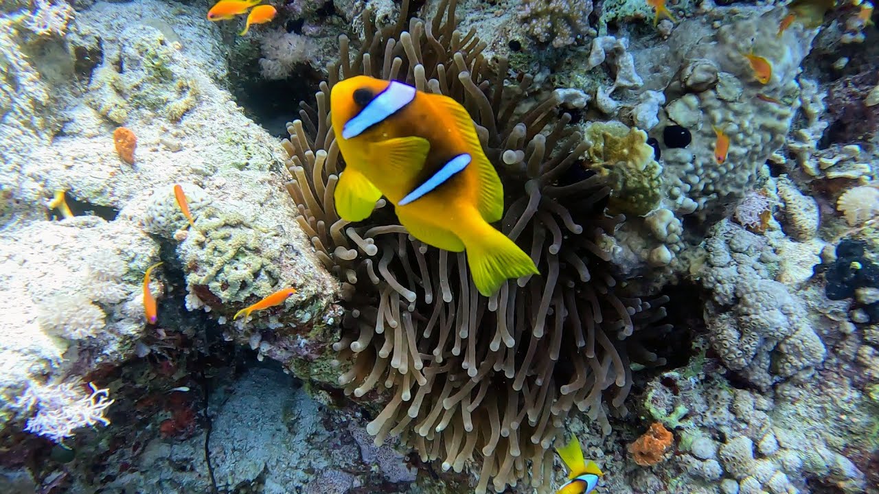 Sharm El Sheikh - Plongées sur Temple Reef & Ras Umm Sid - YouTube