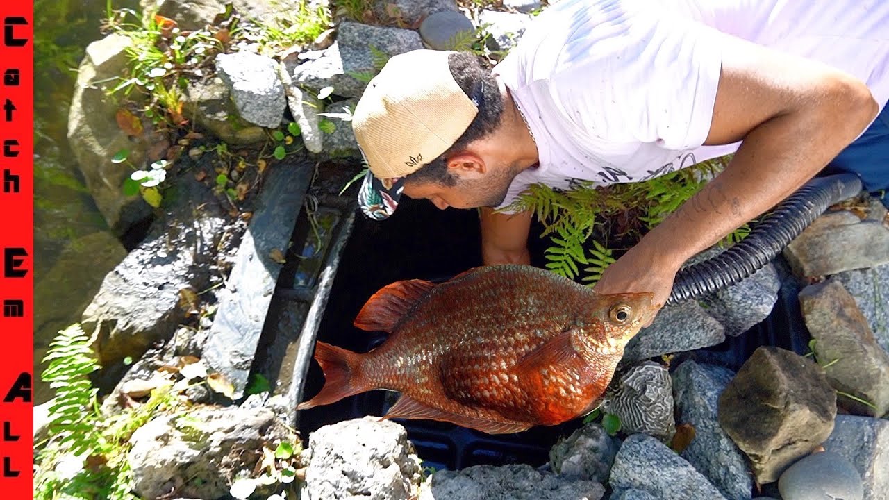 ABANDONED FISH RESCUE! **Colorful Fish Stuck in Pond System** - YouTube