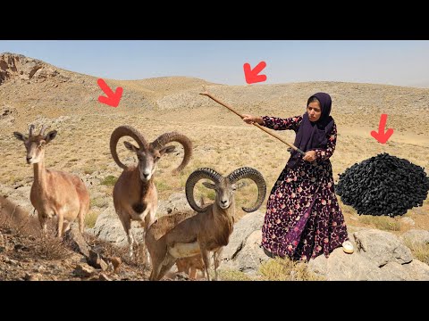 Khadija's journey through wild cliffs and valleys🛘🦌: Encountering mountain goats.