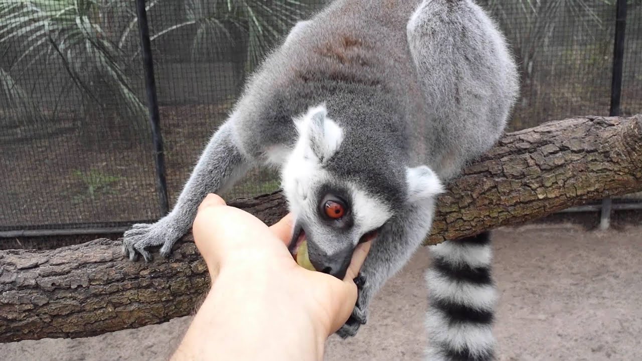 Ring tail lemurs eating grapes - YouTube
