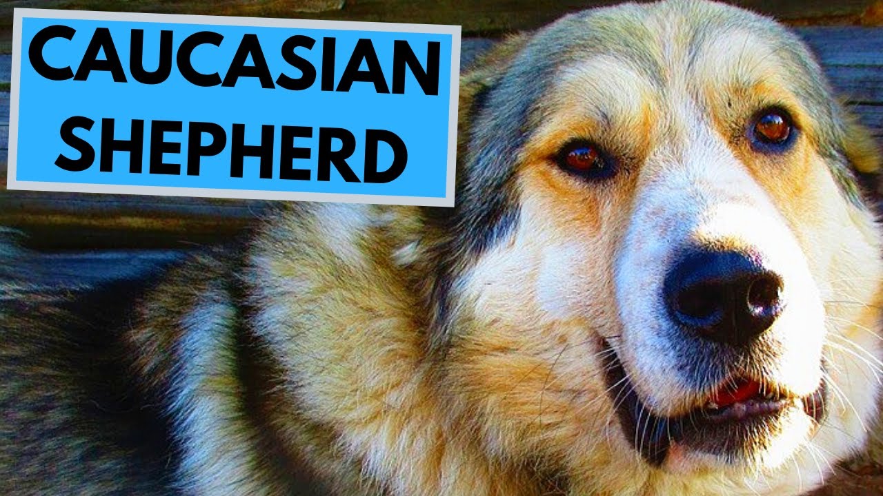 Caucasian Shepherd - TOP 10 Interesting Facts - YouTube