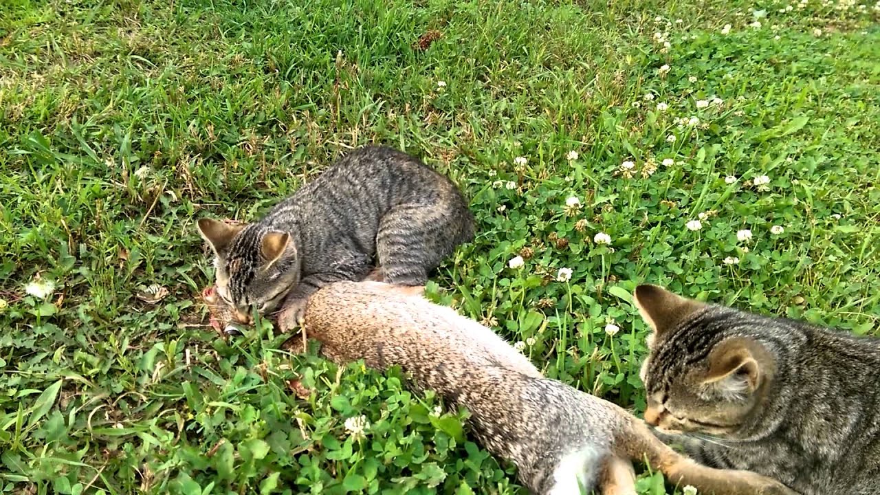 Rabbit kill - YouTube