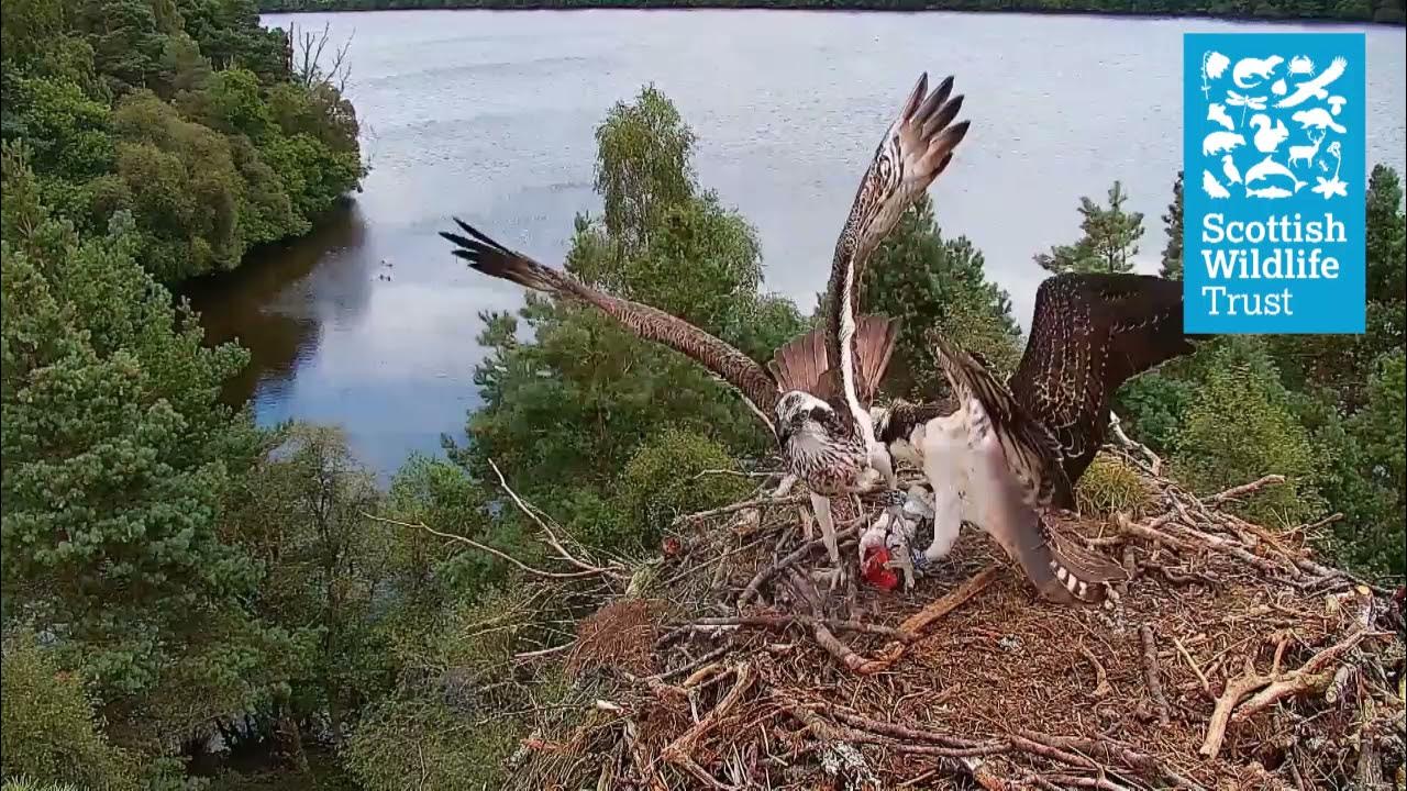 NC0 brings massive salmon to the nest (Loch of the Lowes osprey webcam 2021) - YouTube