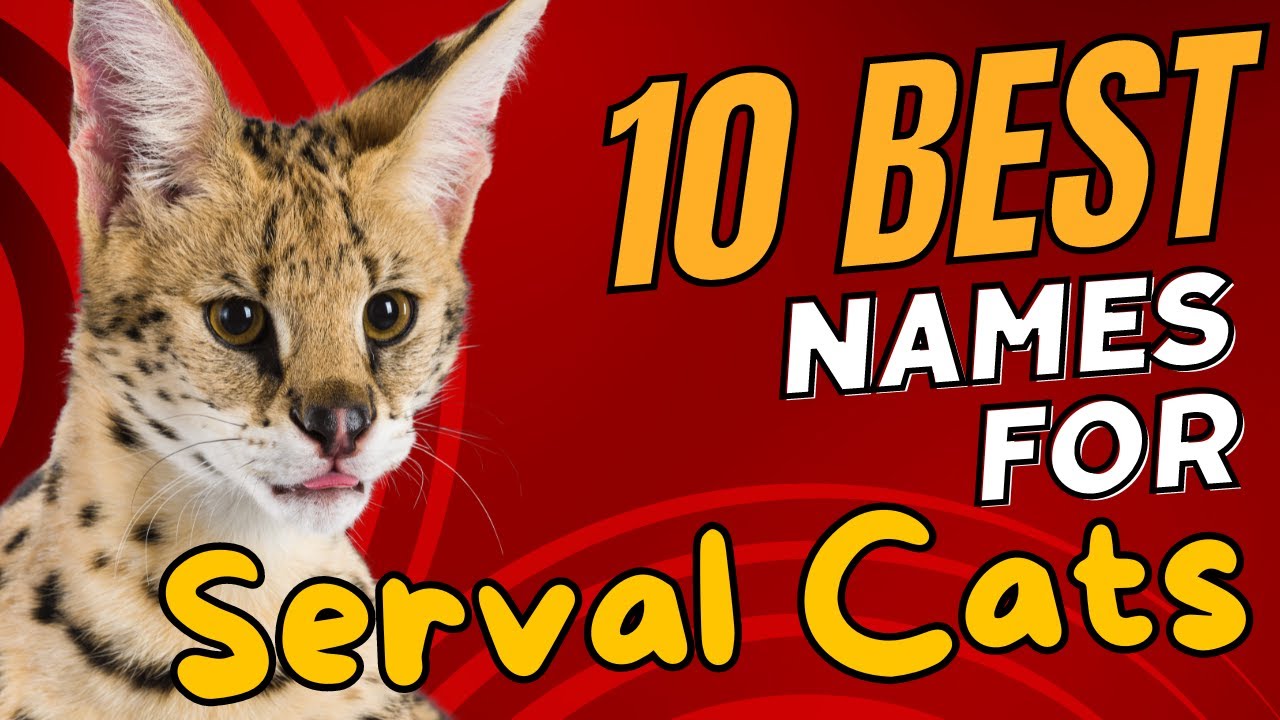 10 Best Names for Serval Cats🐱 - YouTube