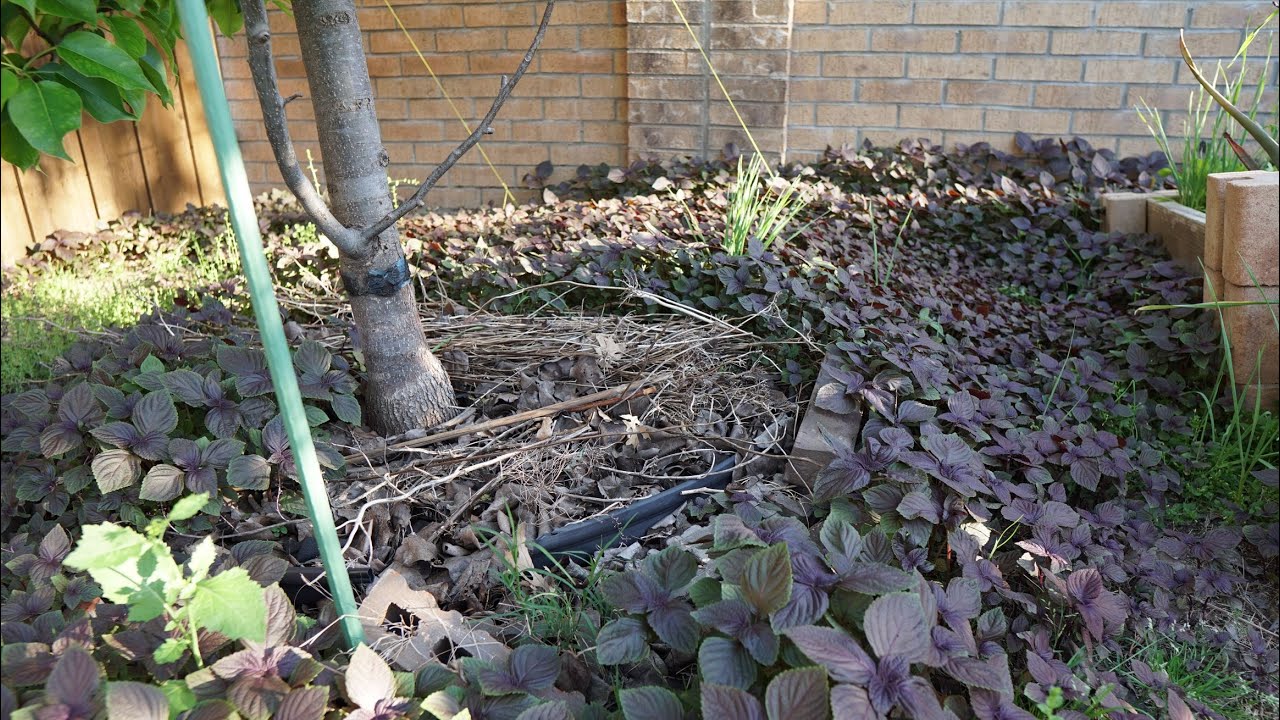 Spring 2024 Garden Tour - YouTube