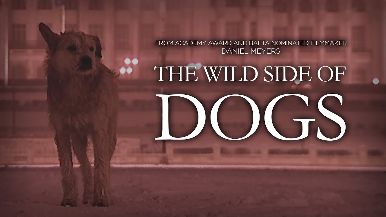 The Wild Side of Dogs | Extended Promo - YouTube