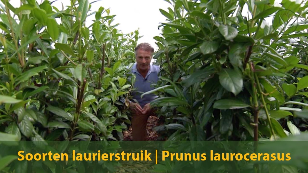 Soorten laurierstruiken | Prunus laurocerasus | Haagplantenkopen.be ...