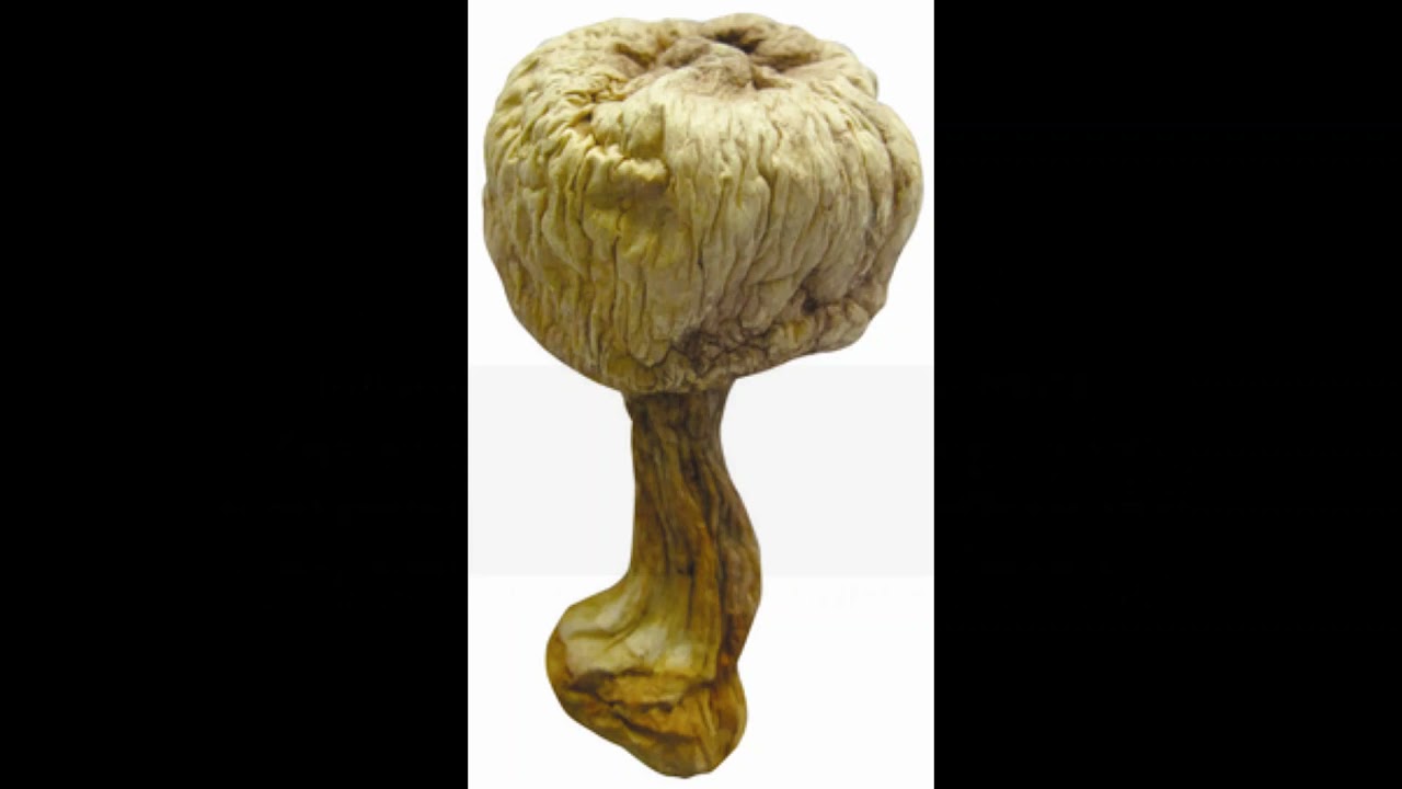 The Health Benefits of Agaricus Blazei Murill Mushroom. - YouTube