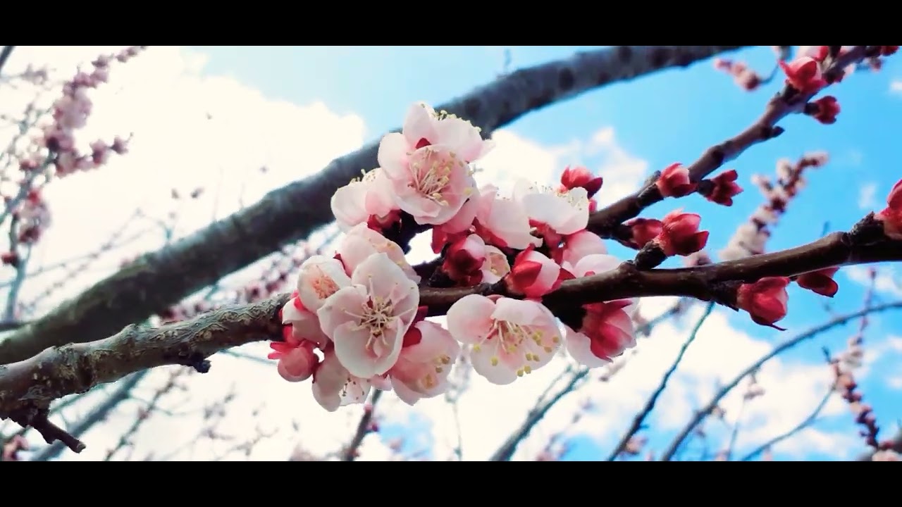Prunus armeniaca,wild apricot, kajsi e egër - YouTube
