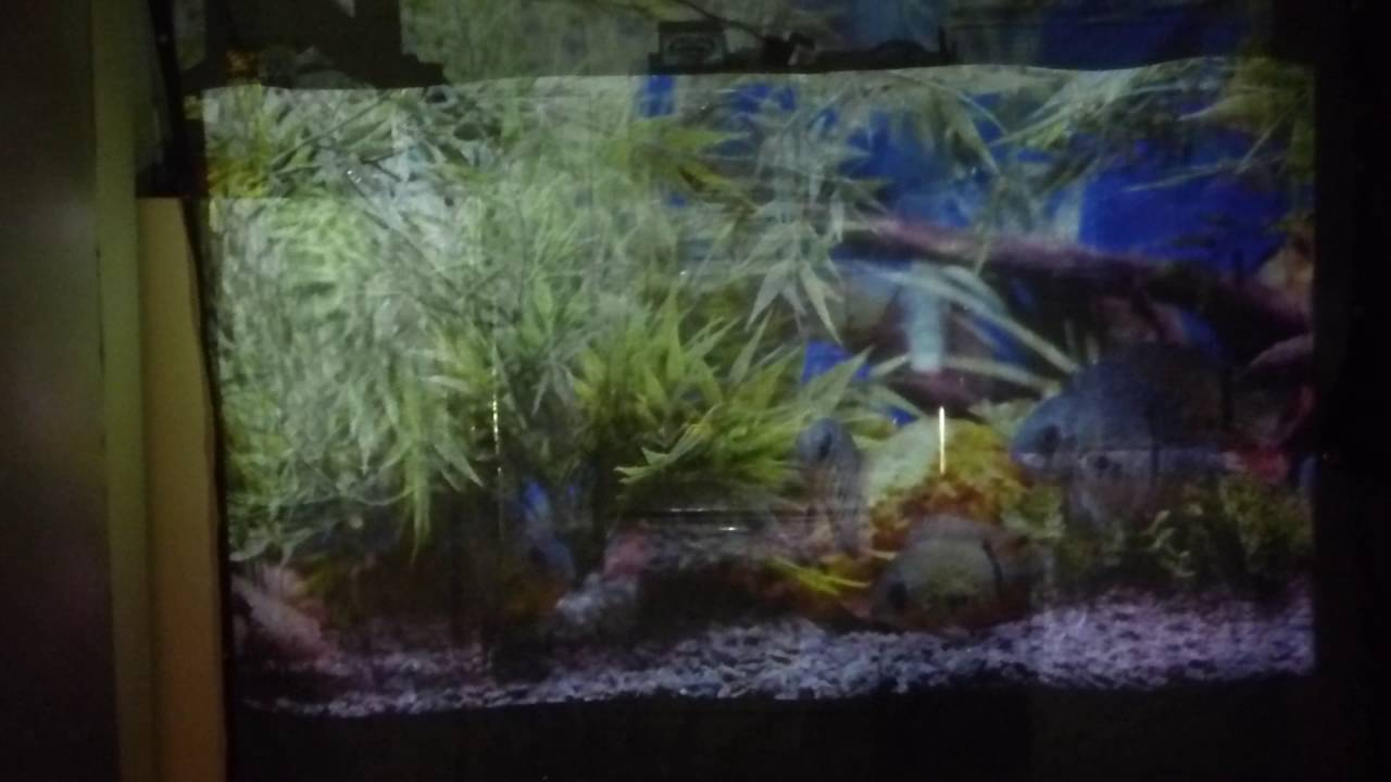 NEW CRYSTAL EDGE TECHNOLOGY 3D BLACK PROJECTION SCREEN FISH TANK - YouTube
