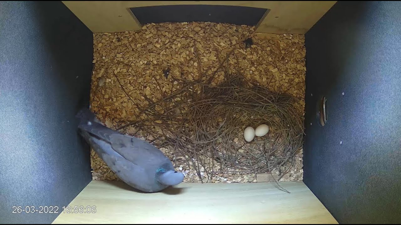 Uilenkast Amerongen Holenduiven "strakke wissel" eitjes nog gaaf 26 ...