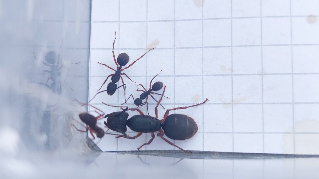 Camponotus rufipes (Brazil) Queen and work 12.08.2023 - YouTube