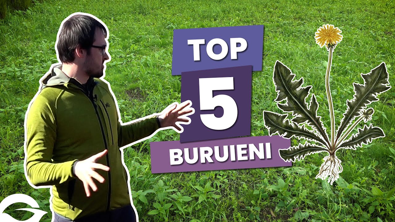 TOP 5 Buruieni TERMINATOR din gazon. Cum scăpăm de ele? - YouTube
