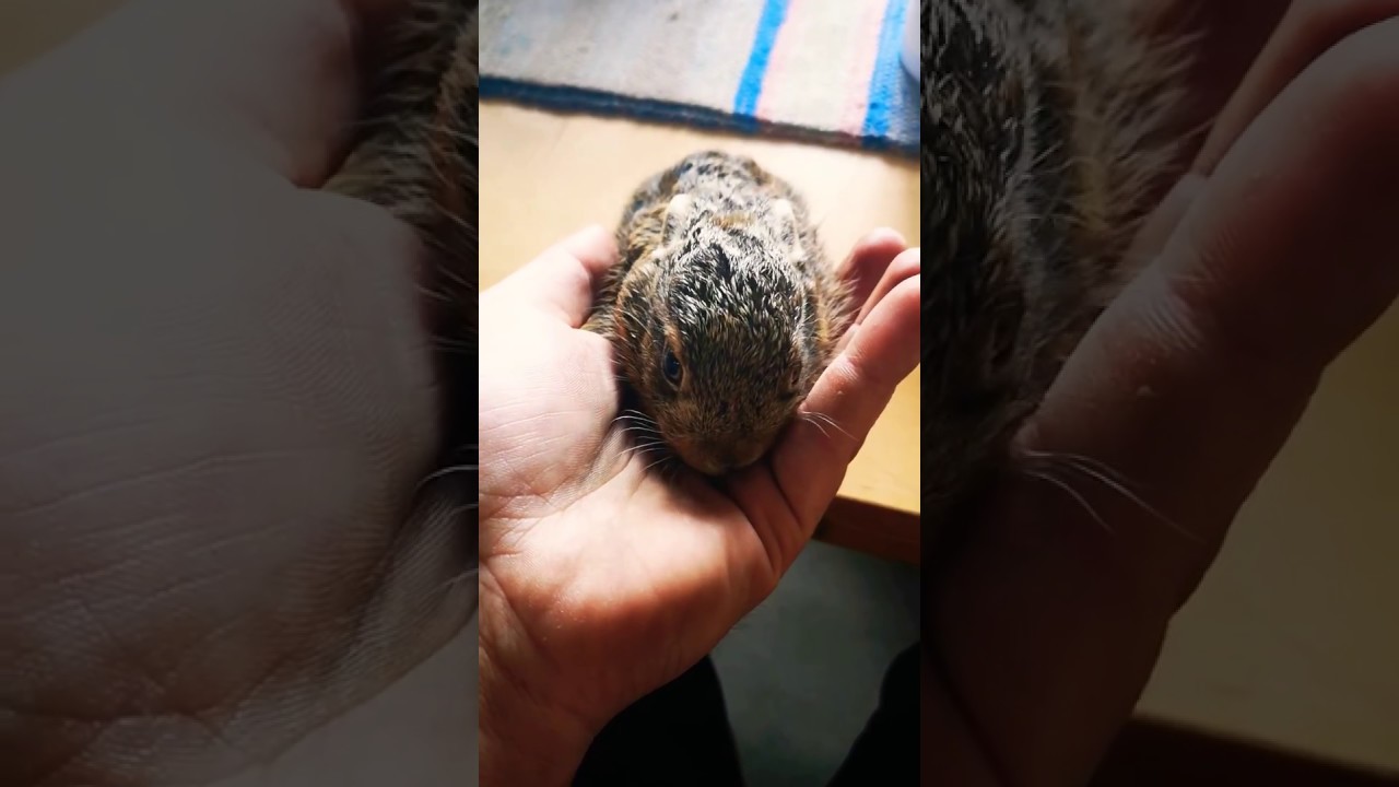 Super cute baby hare - YouTube