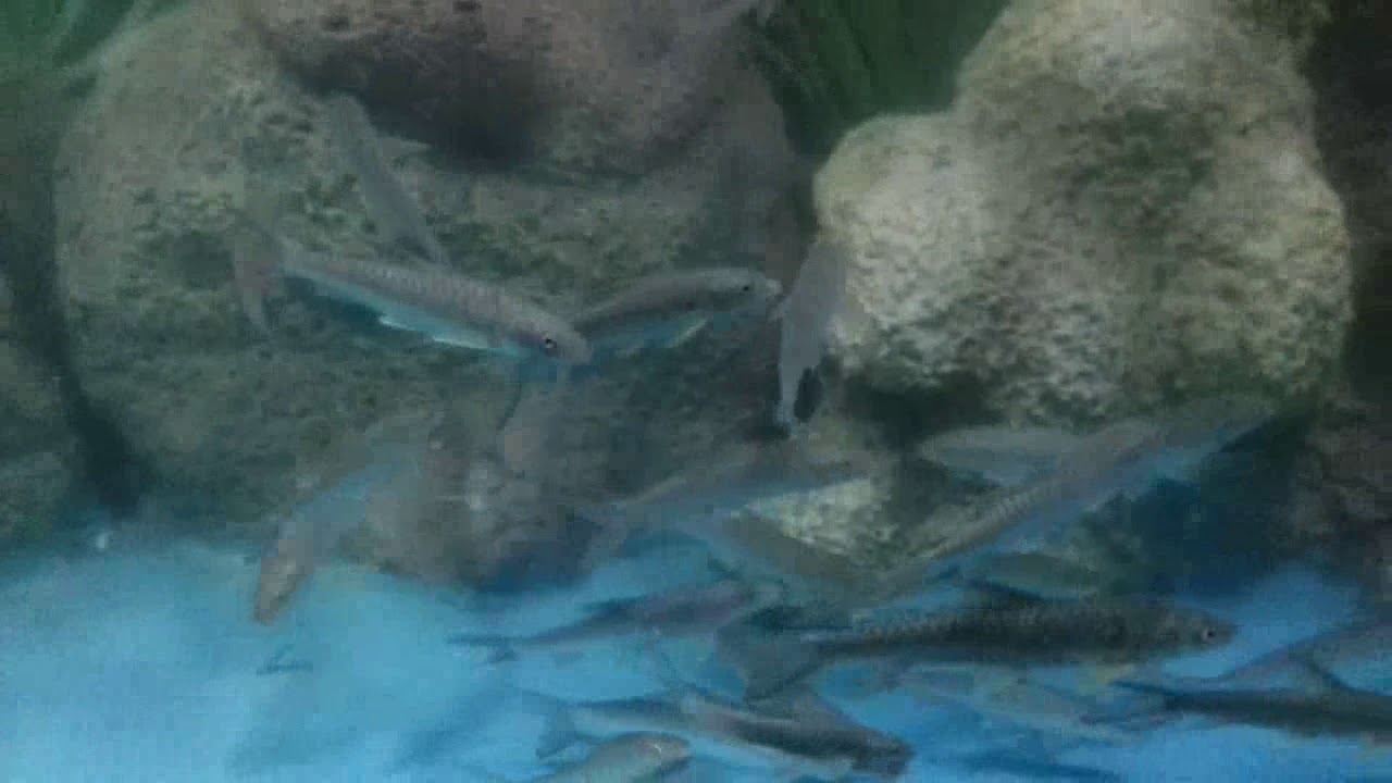 Flying Fish Monster Caught on Hidden Camera - YouTube