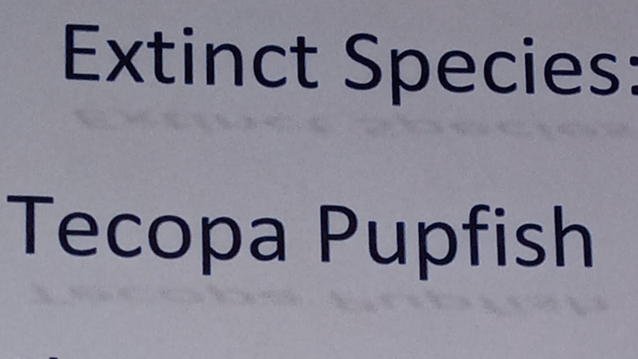 Extinct Species Tecopa Pupfish & Chinese Paddlefish - YouTube