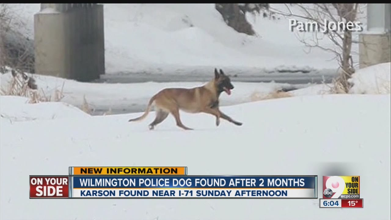 Police dog found after missing for two months - YouTube