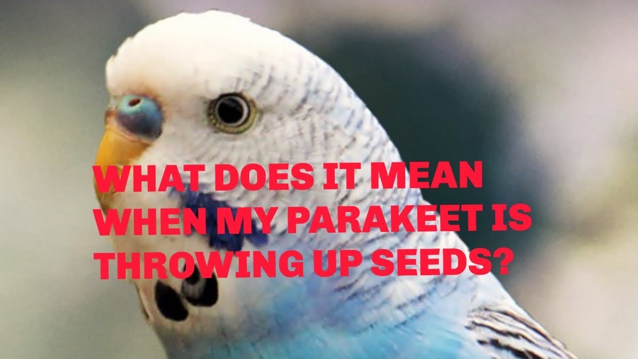 What Does It Mean When My Parakeet Is Throwing Up Seeds? #pets #budgies ...