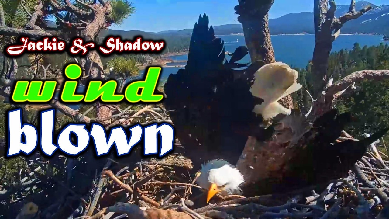 Jackie & Shadow Wind Blown | @FOBBVCAM - YouTube