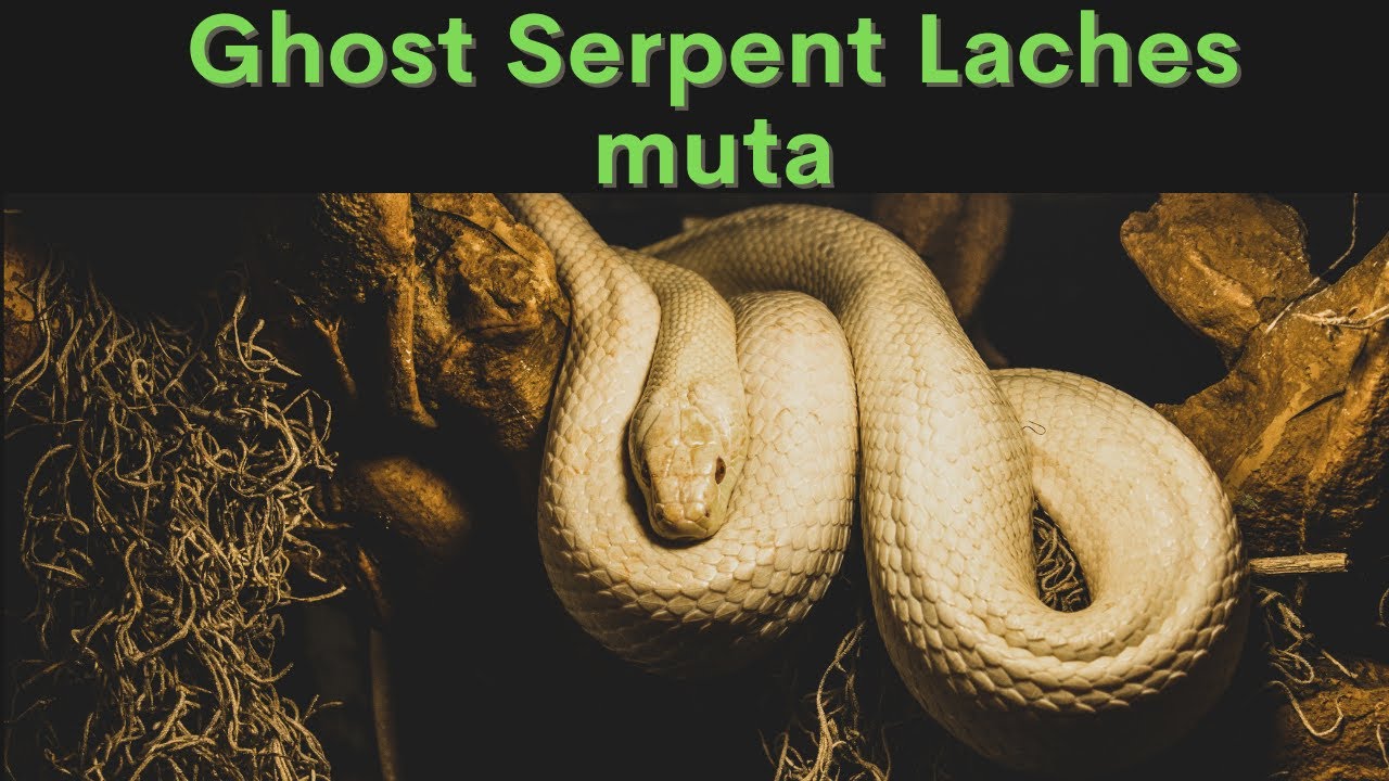 UNRAVELING #THE MYSTERY OF THE SERPENT # LACHES MUTA # THE BUSH MASTER ...