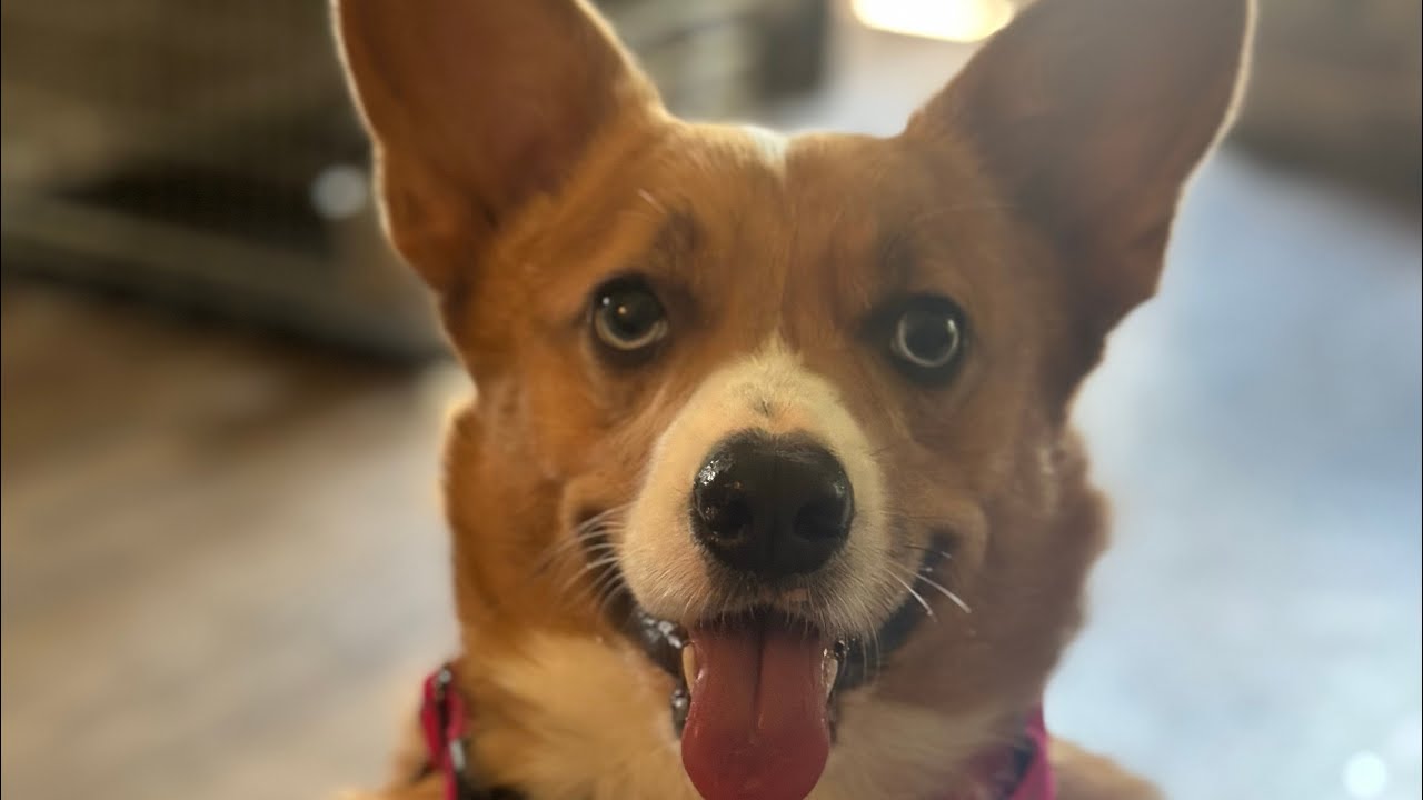Adorable Pixie Mae is eager to find her new home! - YouTube