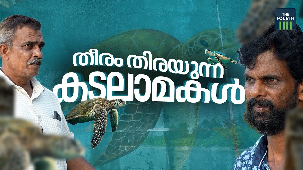 തീരം തിരയുന്ന കടലാമകള്‍ | Sea Turtles | Kolavi Beach at Payyoli ...